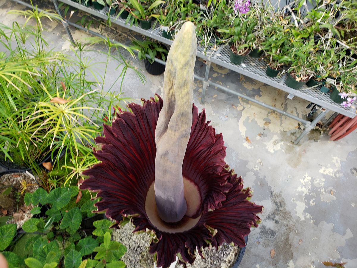 Sexy, stinky corpse plant blooms to life on livestream (watch here ...