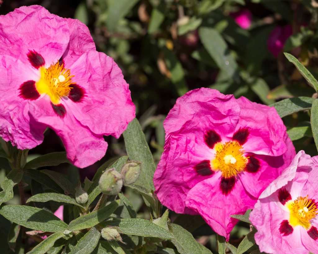 Best Mediterranean plants: 16 sun-loving options | Gardeningetc