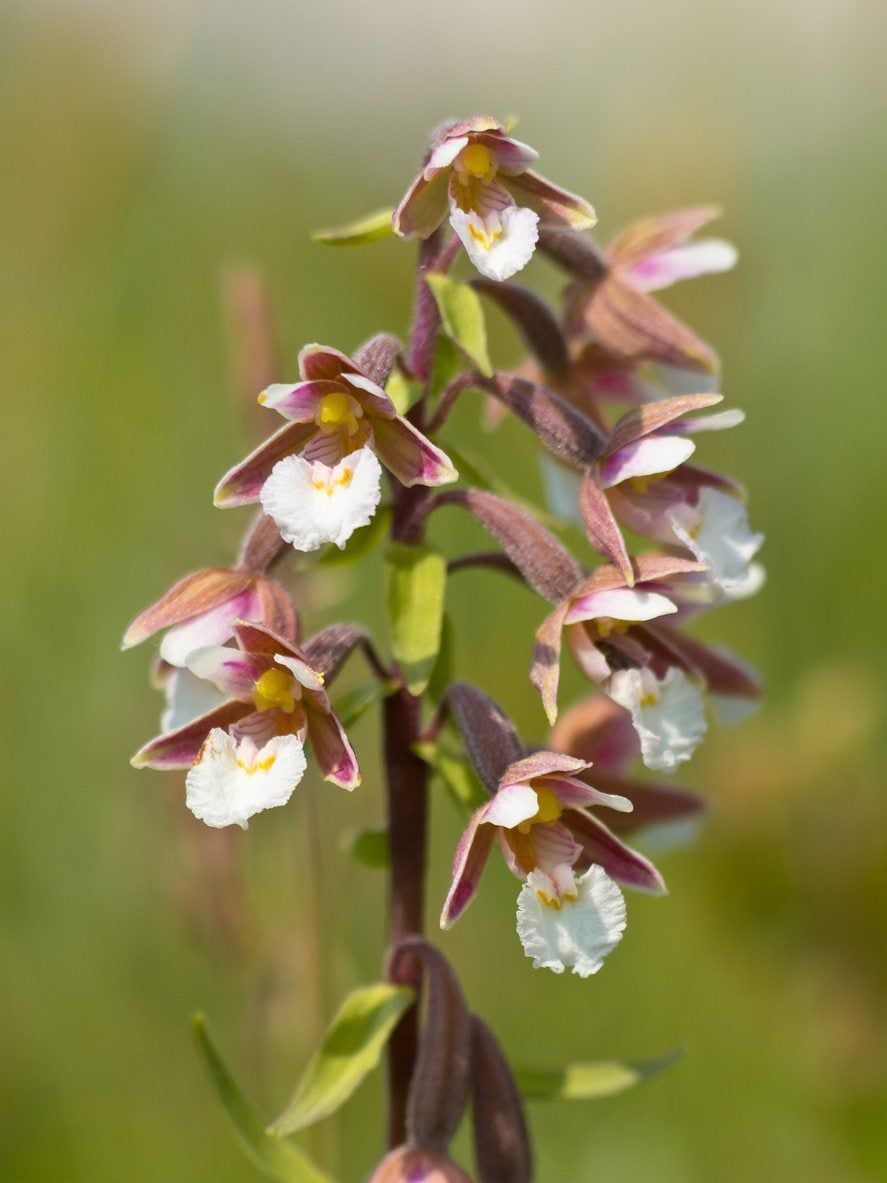 Helleborine Plant Information: Information On Growing Wild Epipactis ...