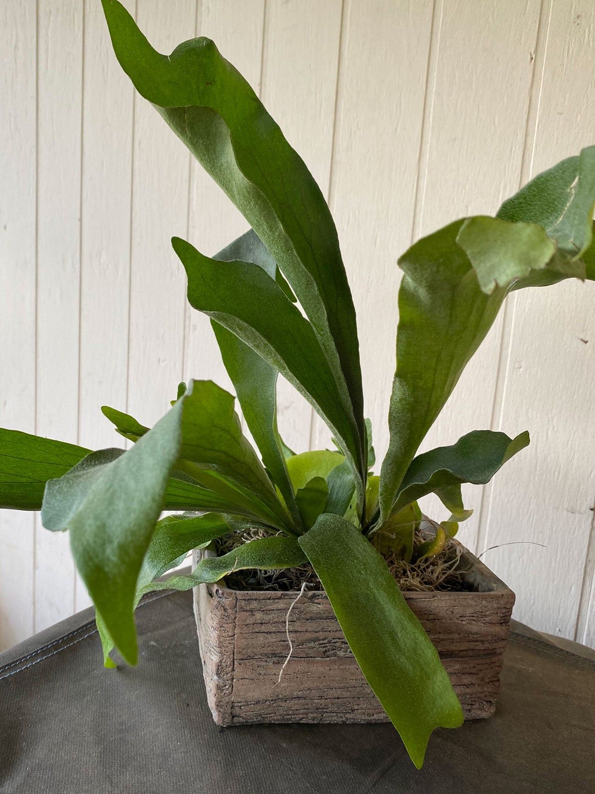 Plant Subscription Gifts For Gardeners - ‘My Garden Box’ Review ...