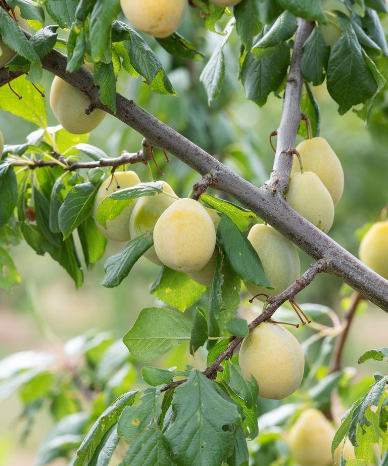 Types of plum trees: 12 varieties to grow for a fruitful autumn harvest ...