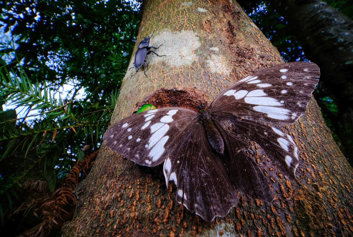 This new lens mixes close focusing with an ultra-wide view for eclectic ...