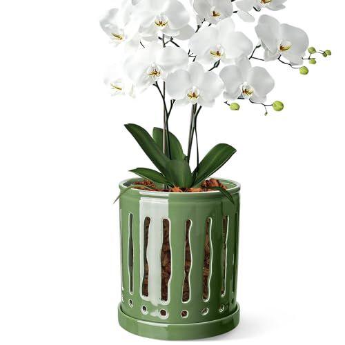 How to water orchids: the correct way for healthy blooms | Homes and ...