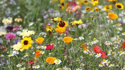 How to grow cardinal flowers: a native perennial plant | Homes and Gardens