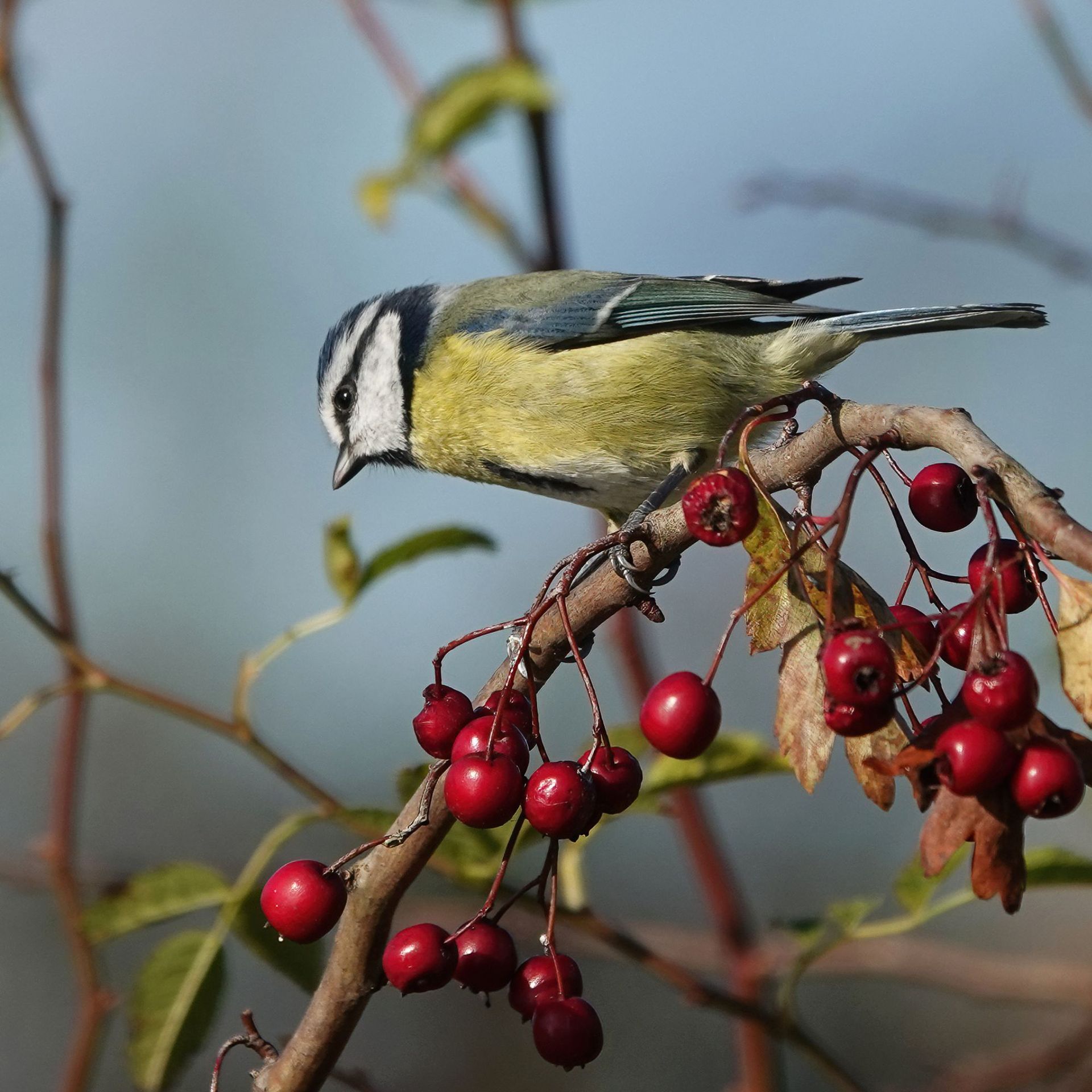 How to grow hawthorn like a gardening pro this autumn | Ideal Home