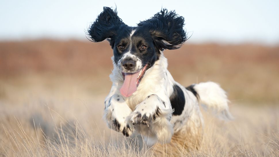 32 dog breeds that were made for running | PetsRadar