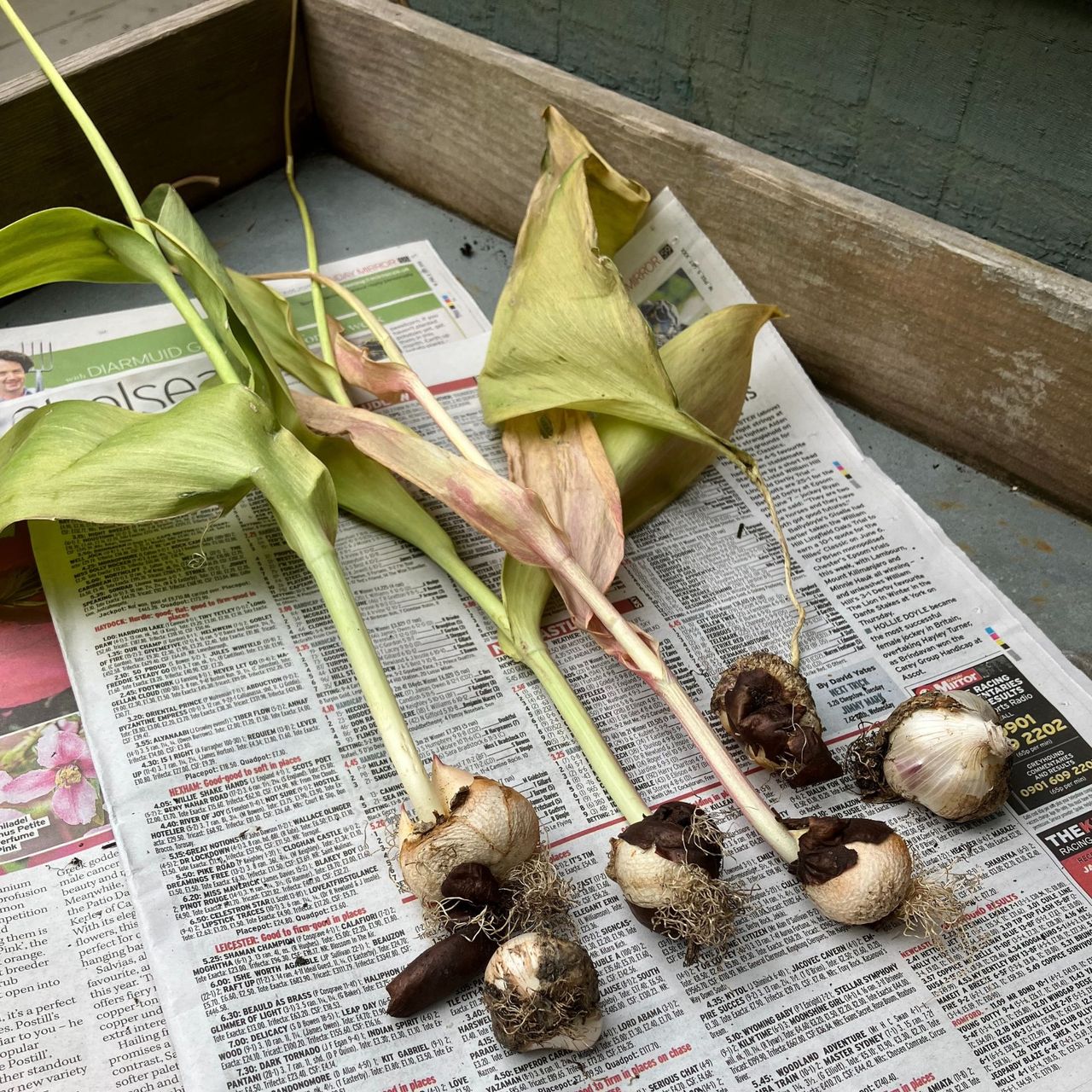 How to store tulip bulbs for more beautiful blooms next year | Ideal Home
