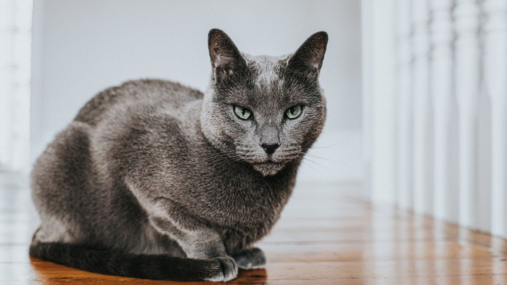 32 facts about Russian Blue cats | PetsRadar