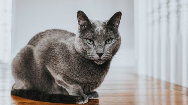 32 facts about Russian Blue cats | PetsRadar