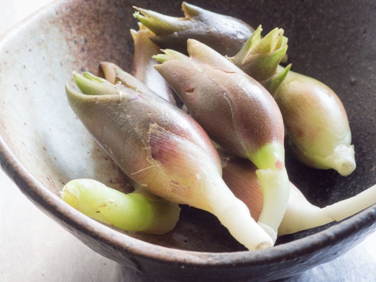 What Is Japanese Ginger - Learn About Japanese Ginger Uses And Care ...