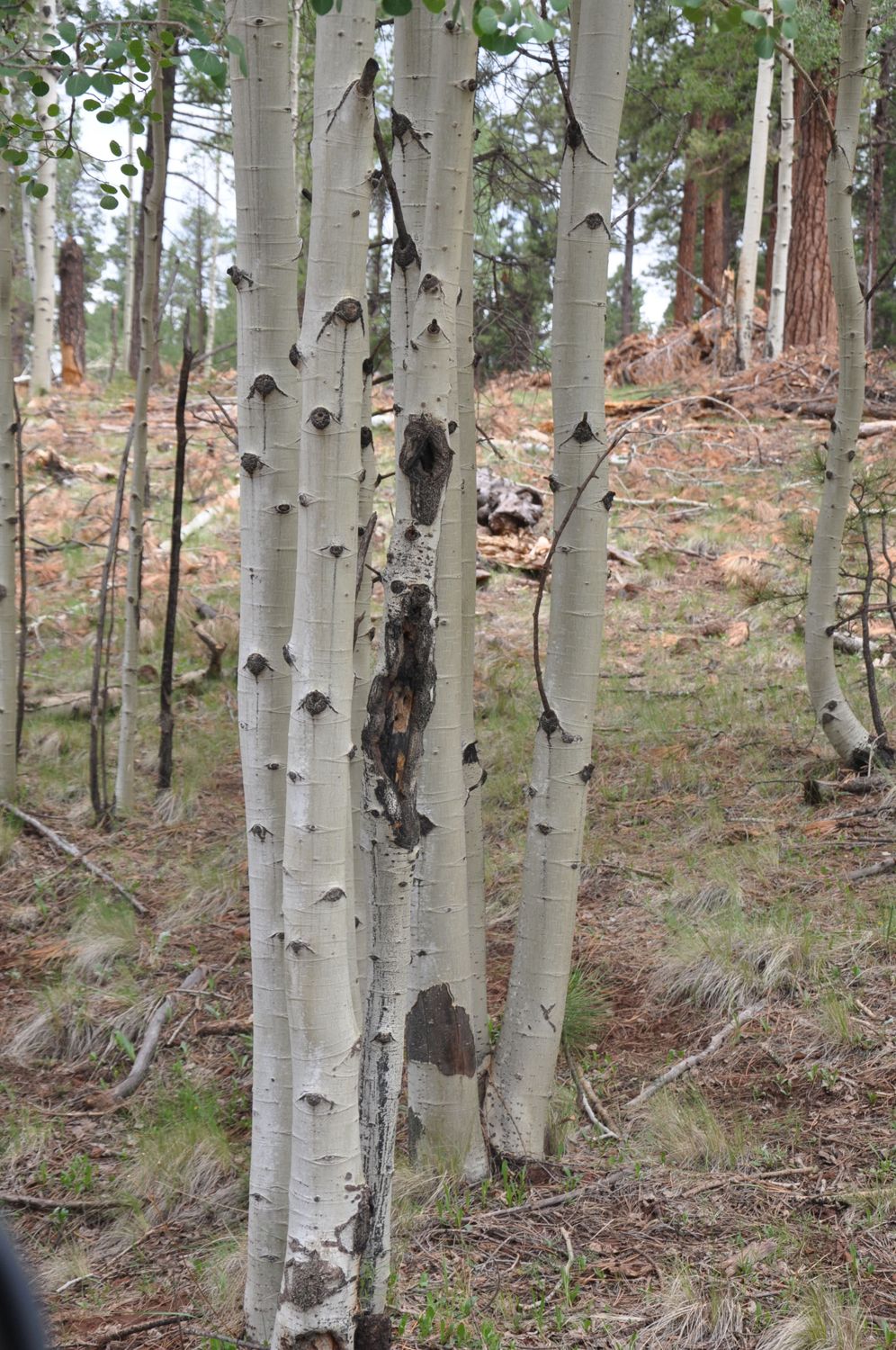 Quaking Aspen: Trees of the Mountain West | Live Science