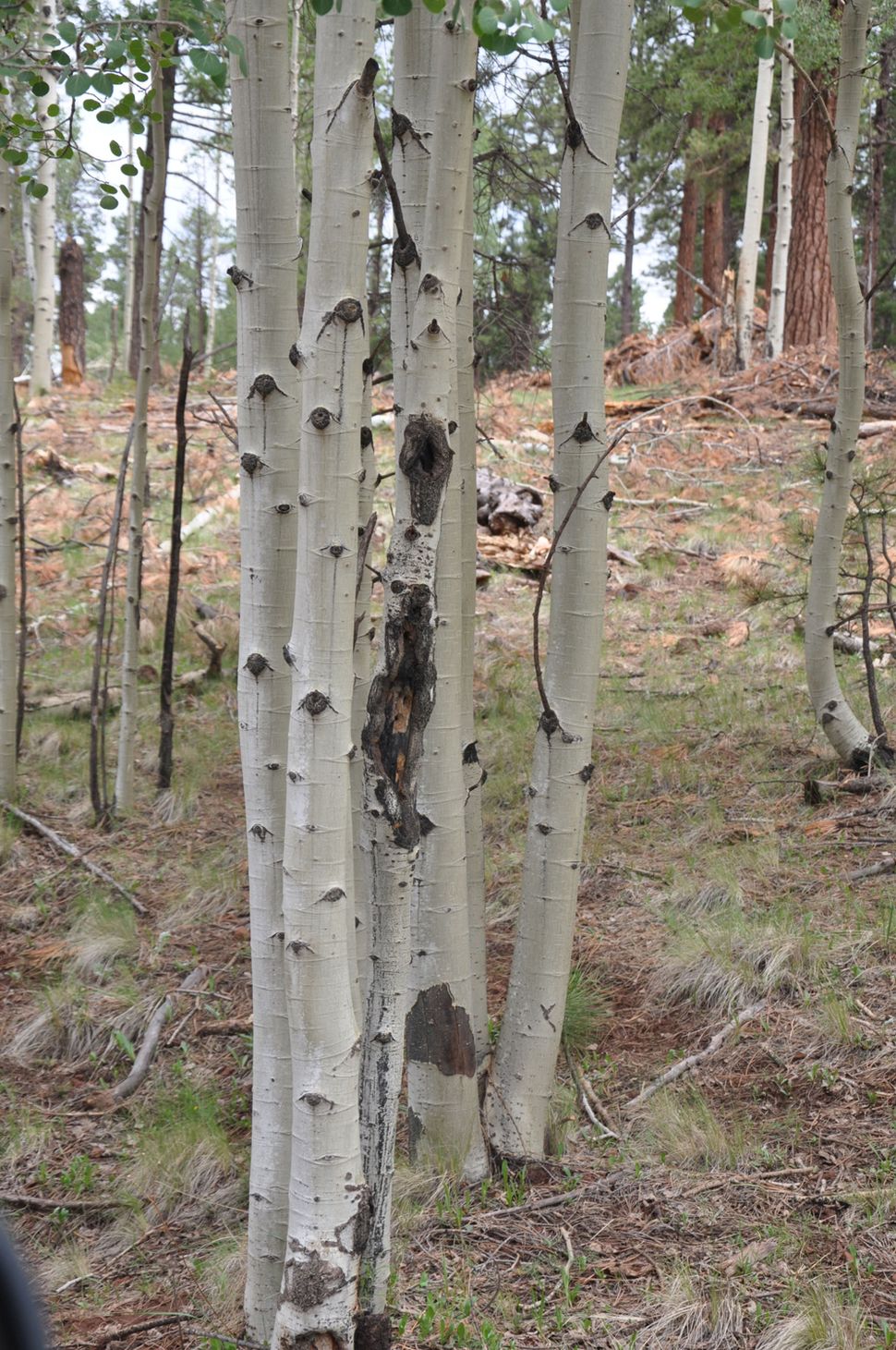 Quaking Aspen: Trees of the Mountain West | Live Science