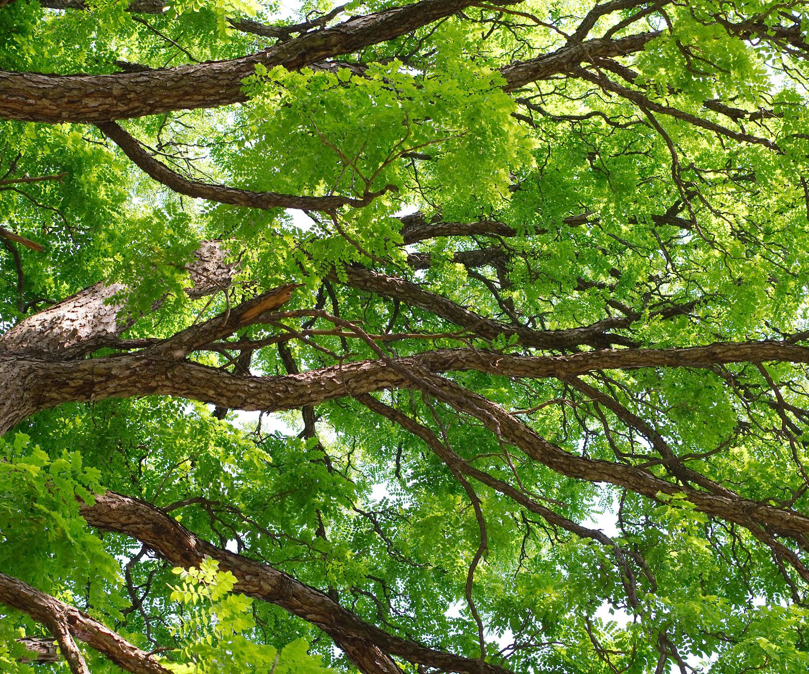 Kentucky coffeetree care and growing guide | Homes and Gardens