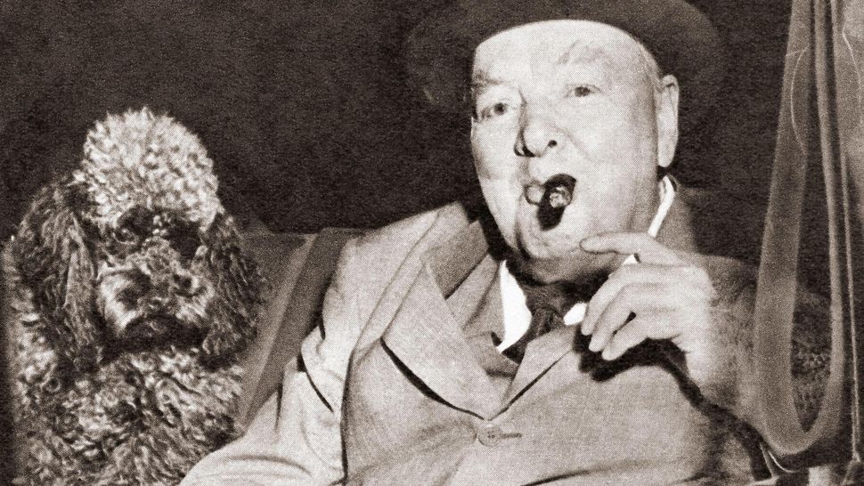 15 famous dogs (historic and current) you should know about | PetsRadar