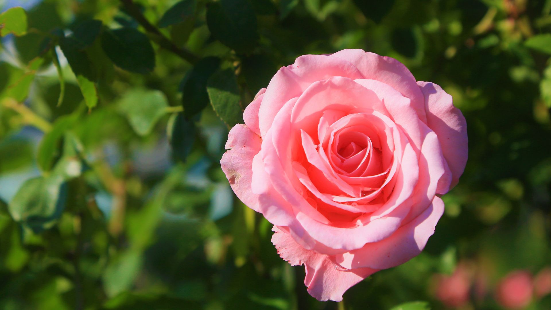 How to prune shrub roses. It’s easy with Monty Don’s expert tips ...