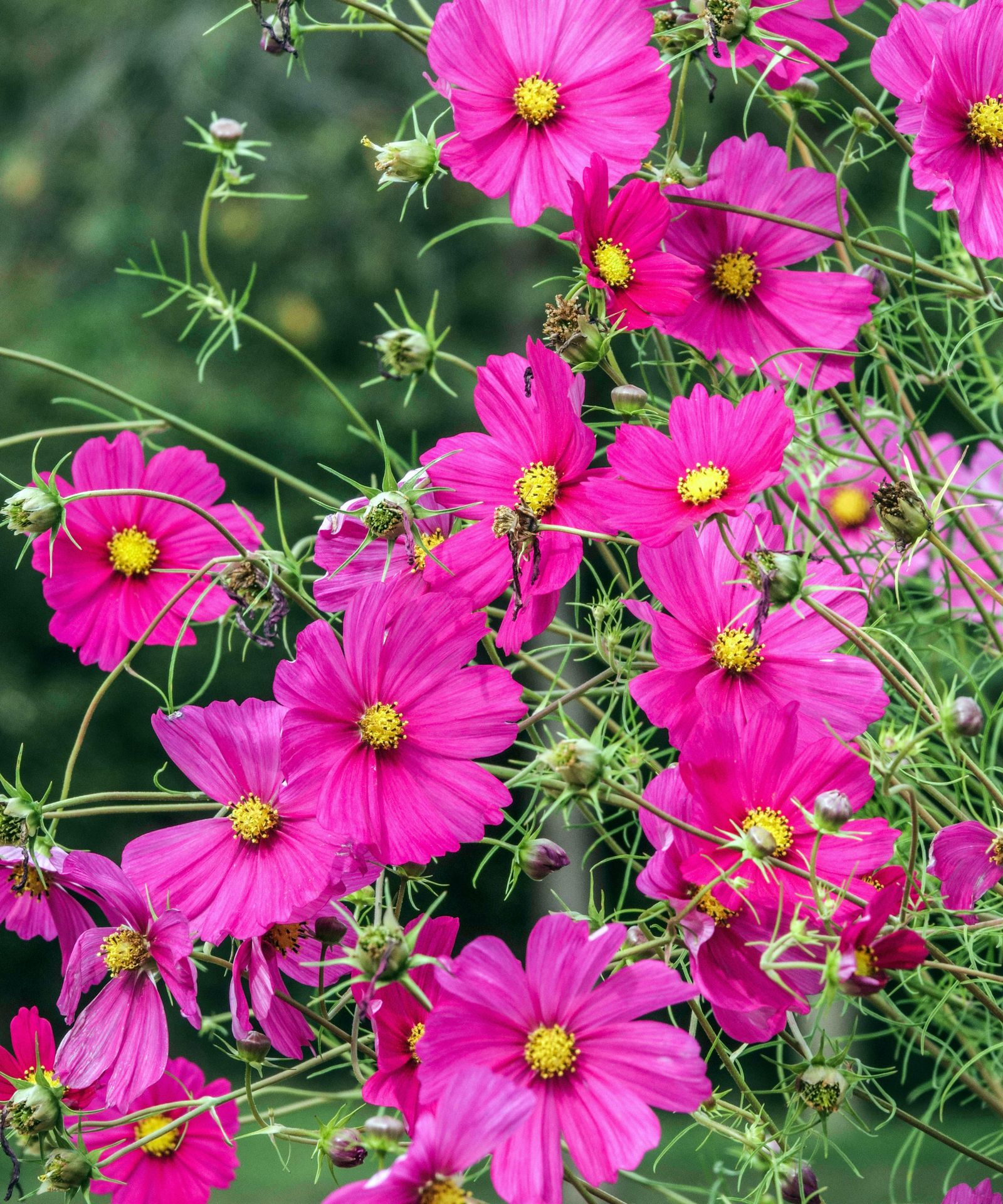 Cosmos care and growing guide: expert tips for summer blooms | Gardeningetc