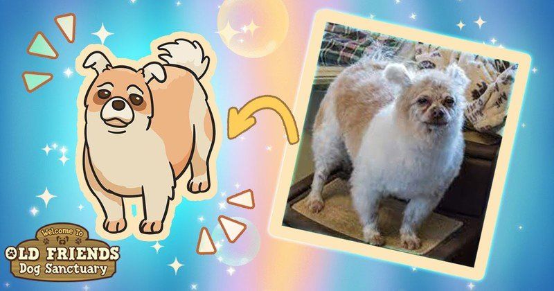 Old Friends Dog Game interview: Eternally touching the hearts of ...