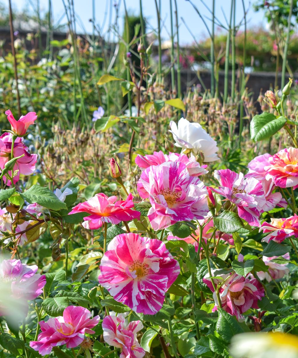 New David Austin rose to honor King Charles III debuts at Chelsea ...