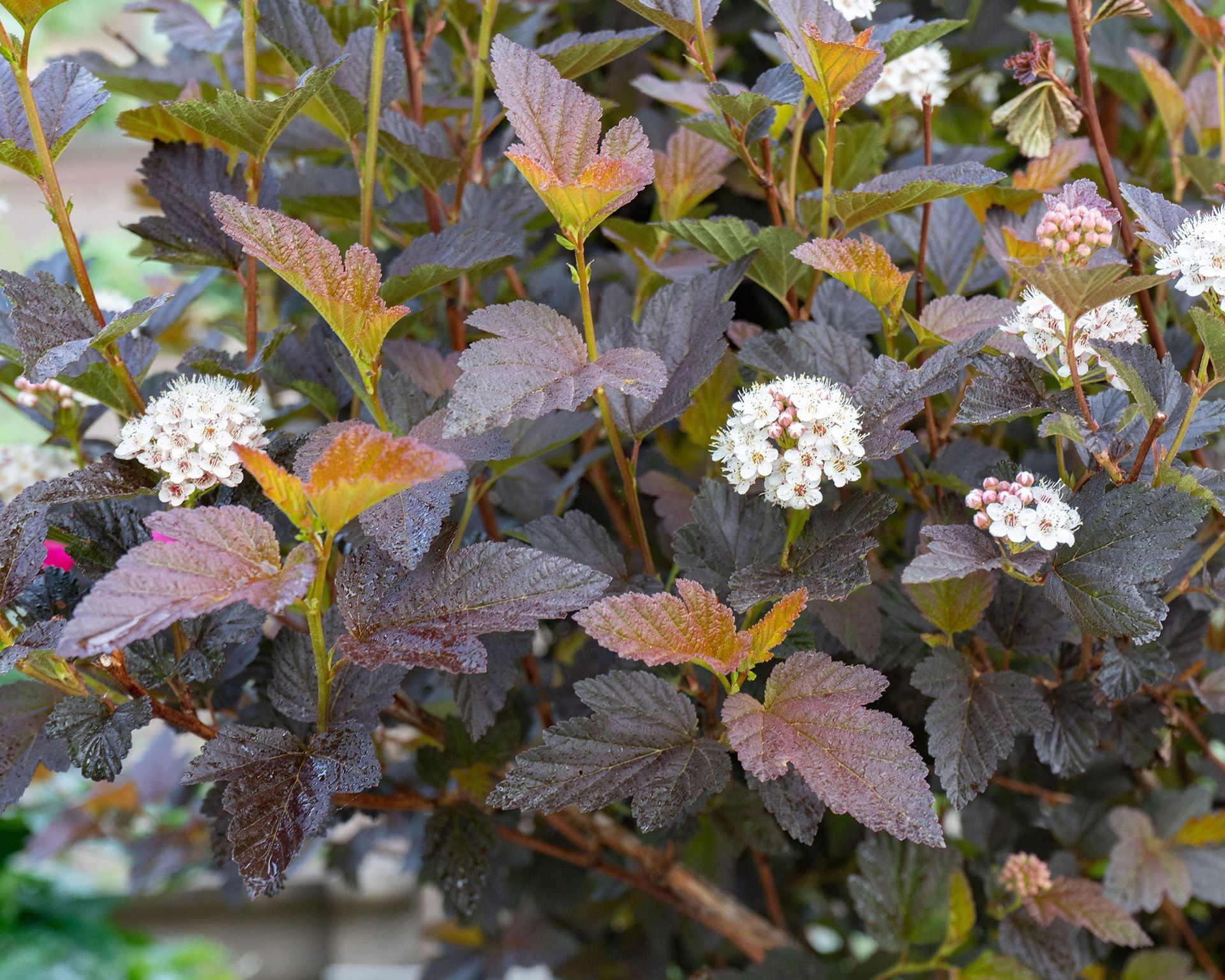 Best fast-growing shrubs: 10 quick ways to add impact | Gardeningetc