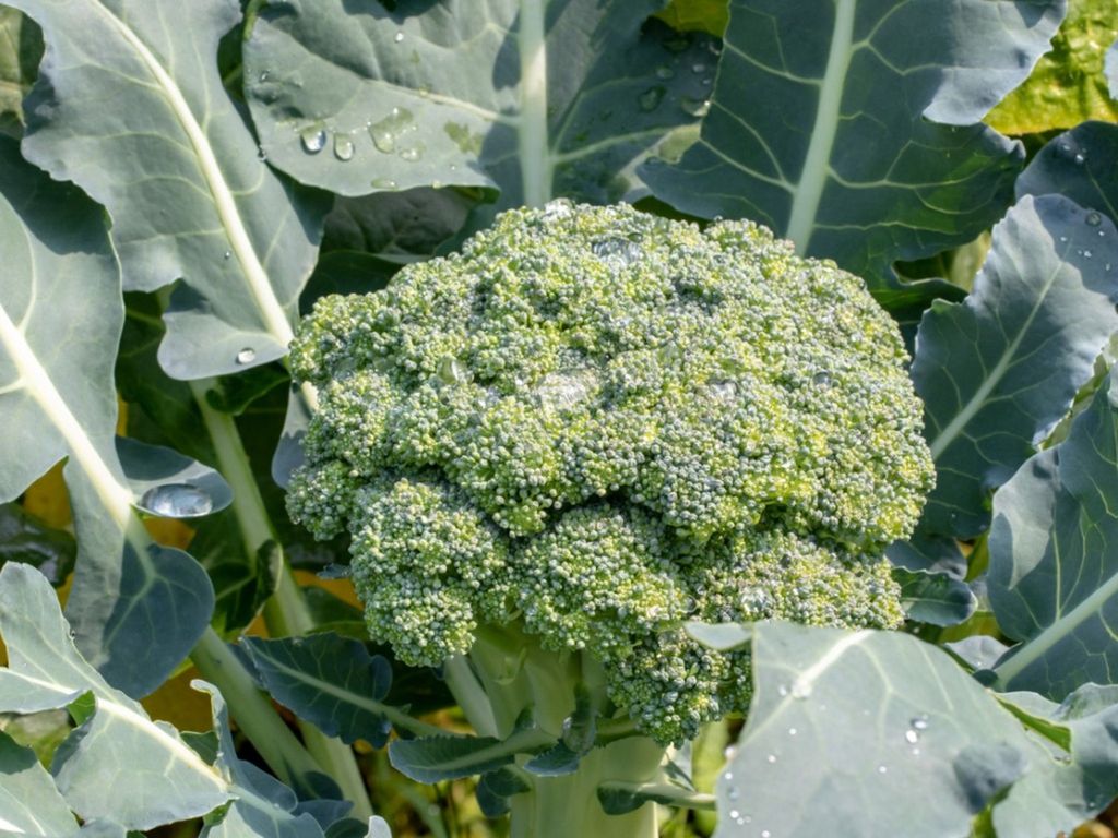 Can You Grow Broccoli In Pots - How To Grow Broccoli In Containers ...