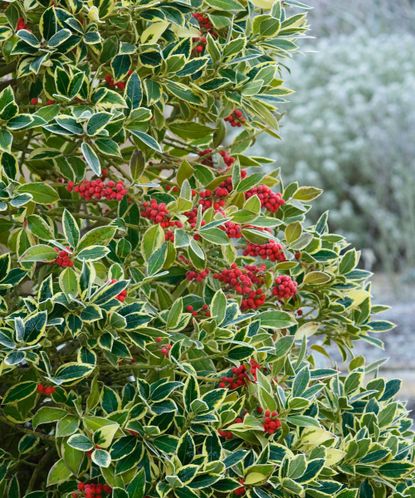 Holly care and growing guide: expert tips | Gardeningetc
