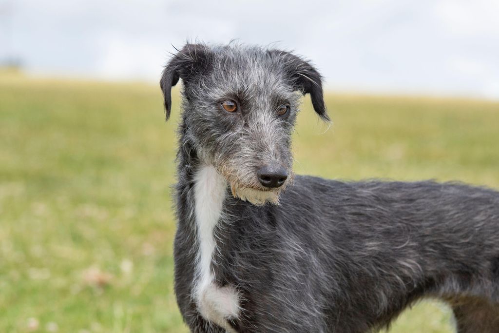 Sighthounds: What they are and the different types | PetsRadar
