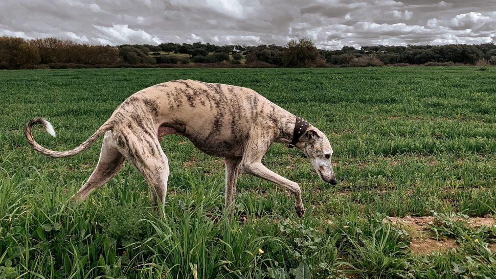 What is a sighthound? 29 sighthound breeds and what you need to know ...