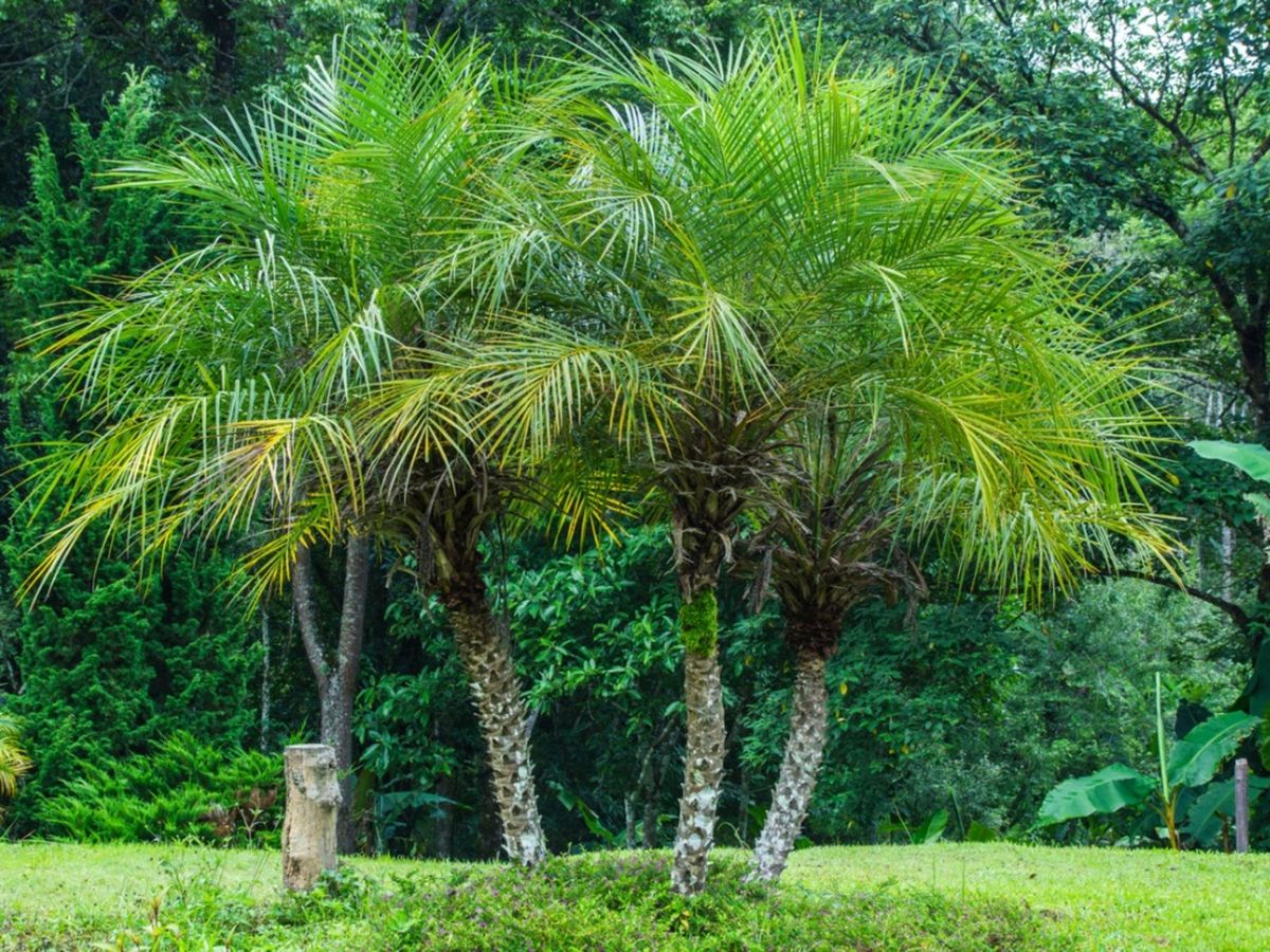 Pygmy Palm Growing - Care For A Pygmy Date Palm Tree | Gardening Know How