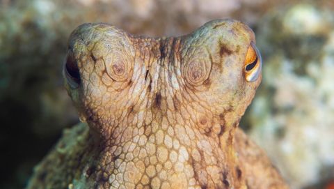 How do octopuses change color? | Live Science