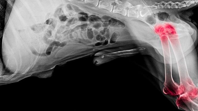 Six tips for coping with arthritis in dogs | PetsRadar
