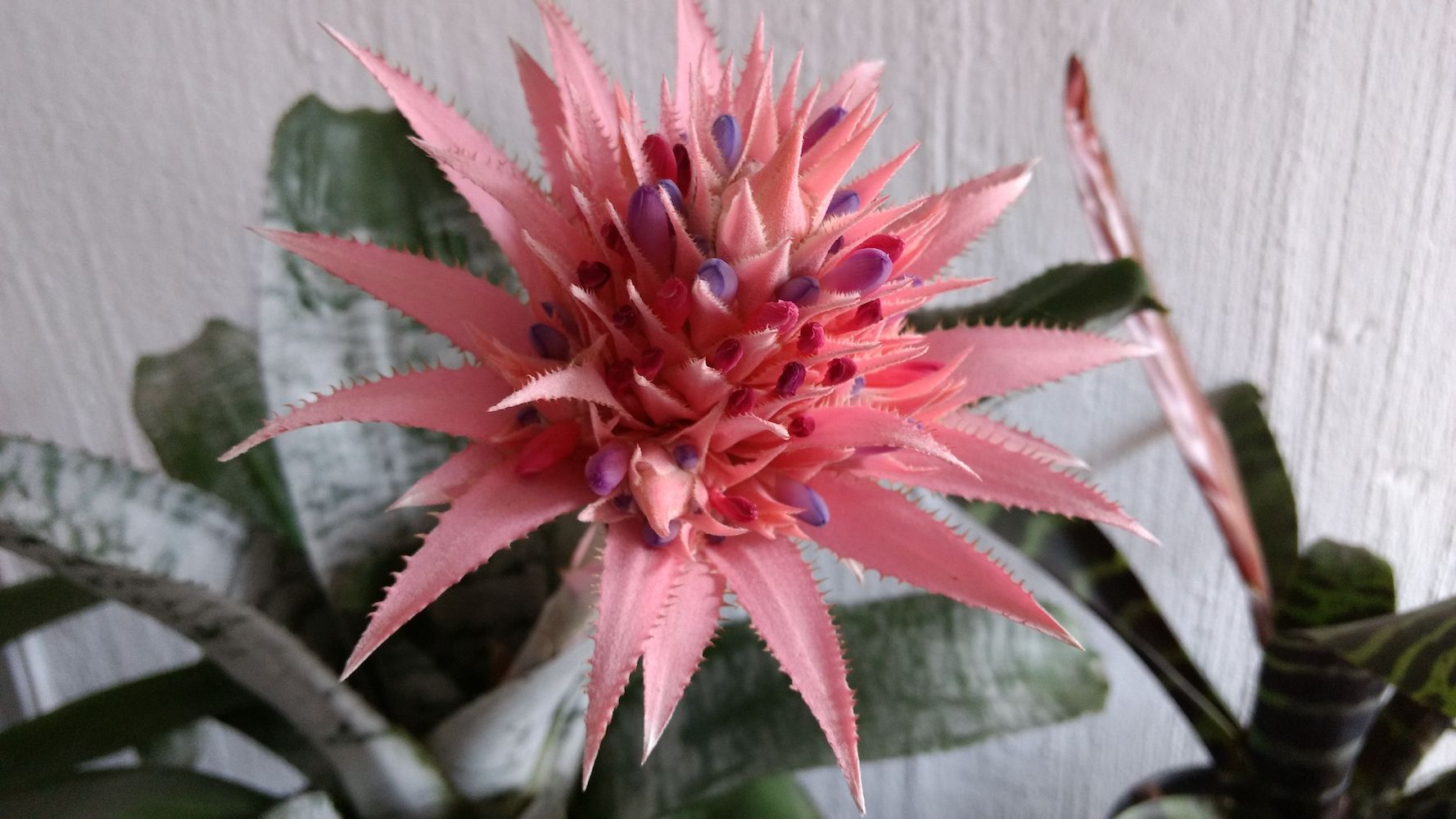 10 best indoor plants to add color chosen by garden experts | Livingetc