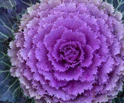 Expert tips for how to grow ornamental cabbage in the garden | Homes ...