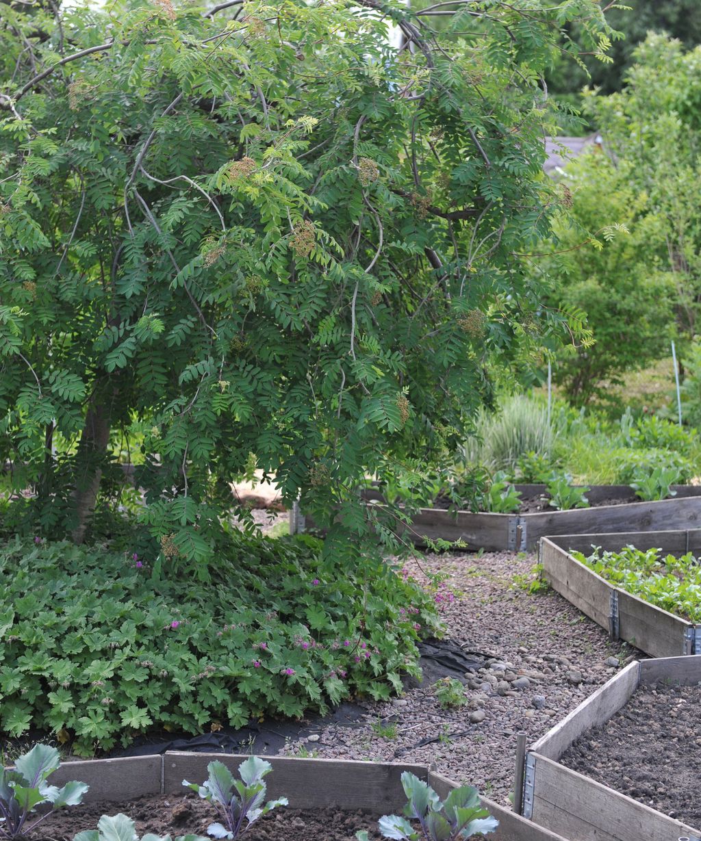 Why you should plant trees in a vegetable garden | Homes and Gardens
