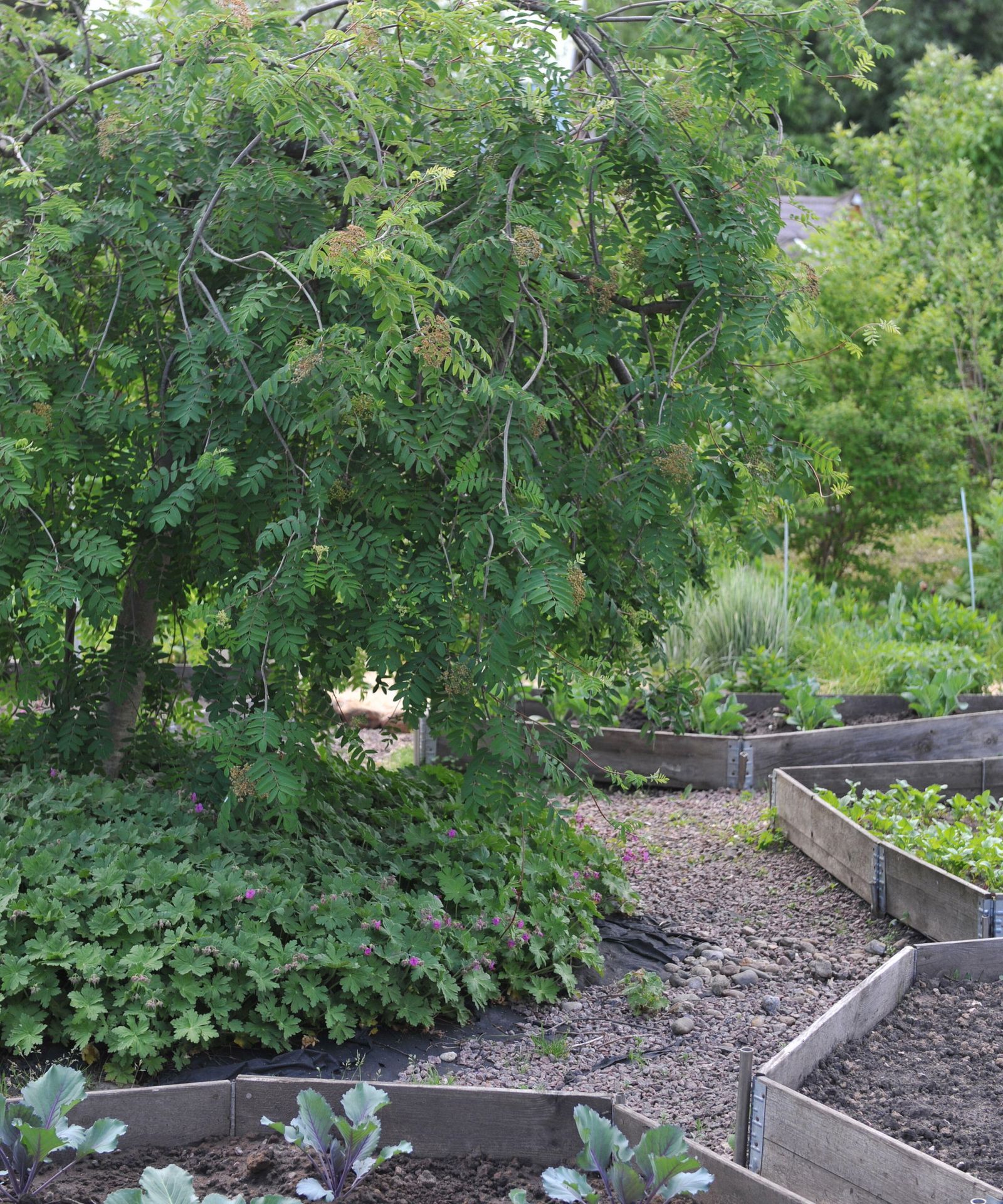Why you should plant trees in a vegetable garden | Homes and Gardens
