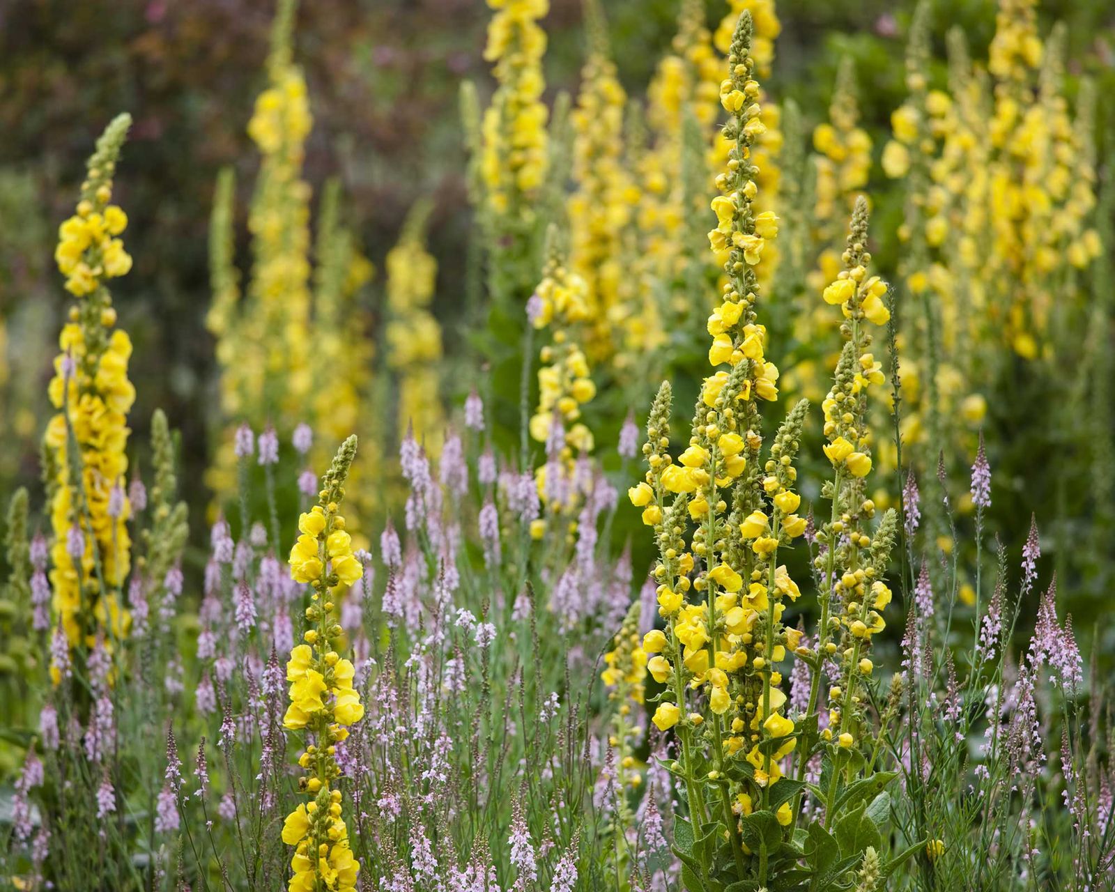 Yellow flowers: 16 pretty picks for your backyard | Gardeningetc