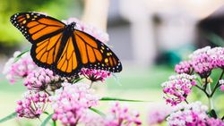 How to plant milkweed seeds in fall in 4 easy steps | Homes and Gardens
