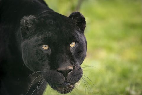 Big cat photo tips | Digital Camera World