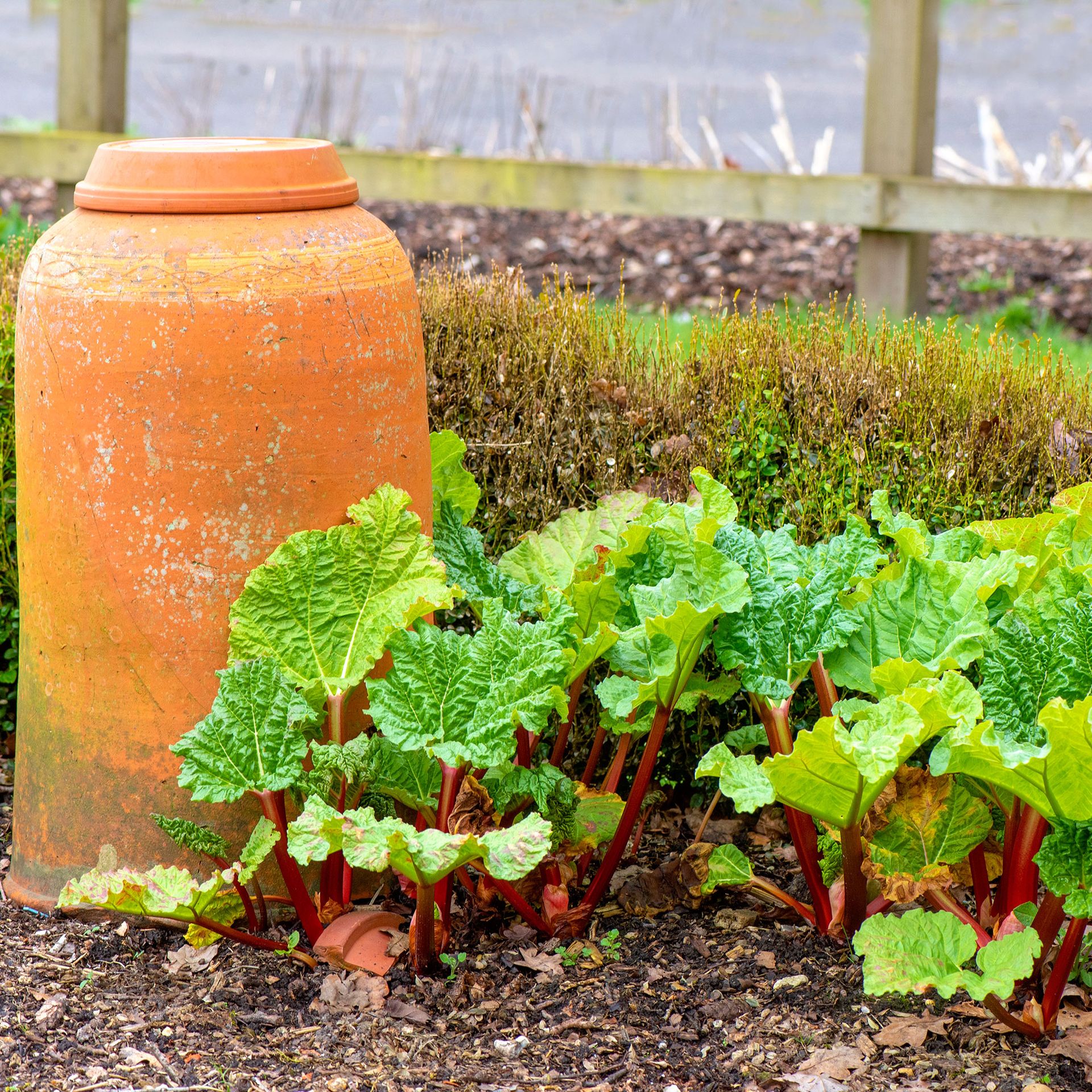 How to force rhubarb—5 easy steps to a delicious crop | Ideal Home