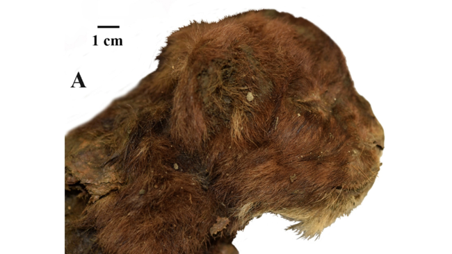 35,000-year-old saber-toothed kitten with preserved whiskers pulled ...