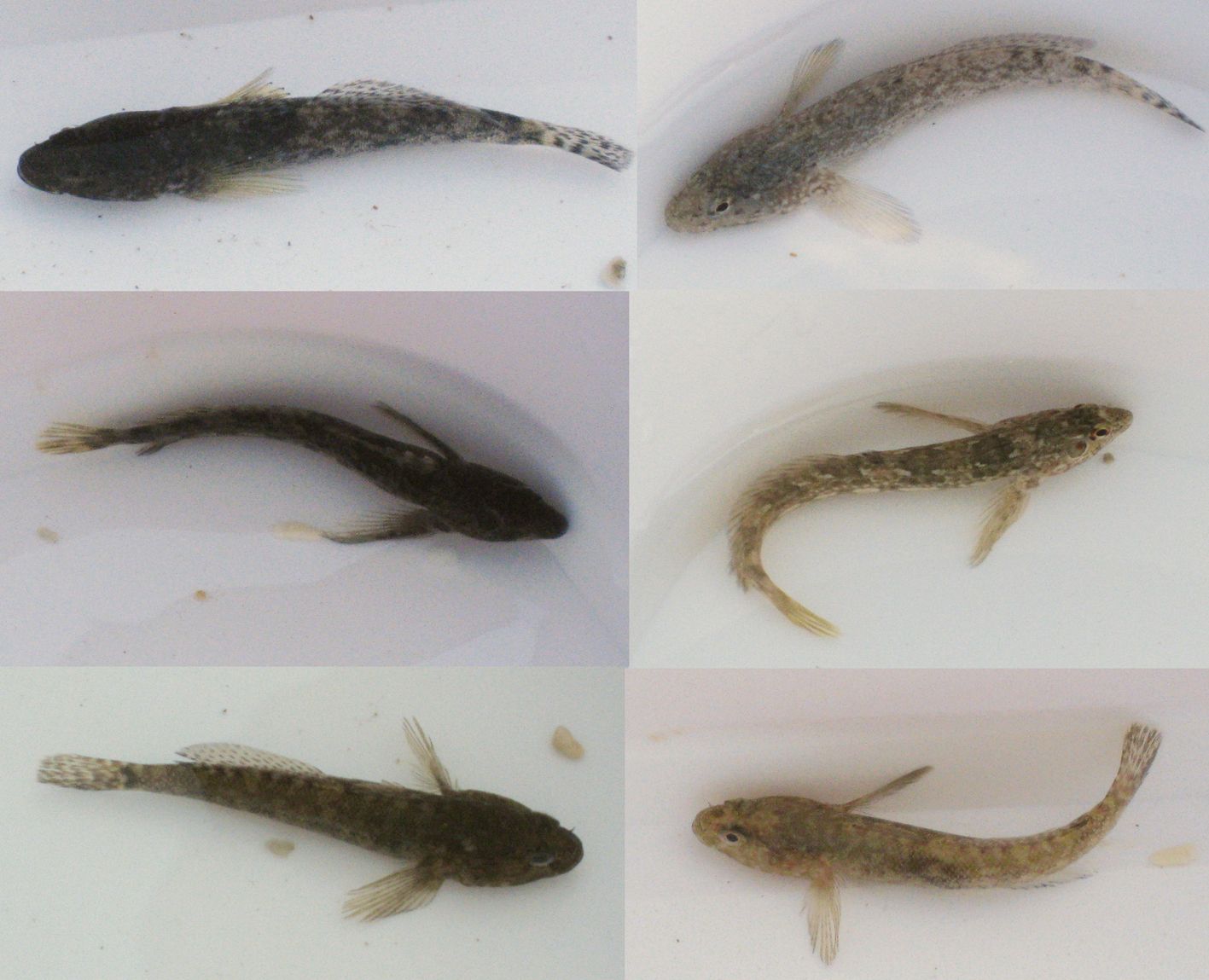 Fast Camouflage: How the Goby Changes Color in One Minute | Live Science