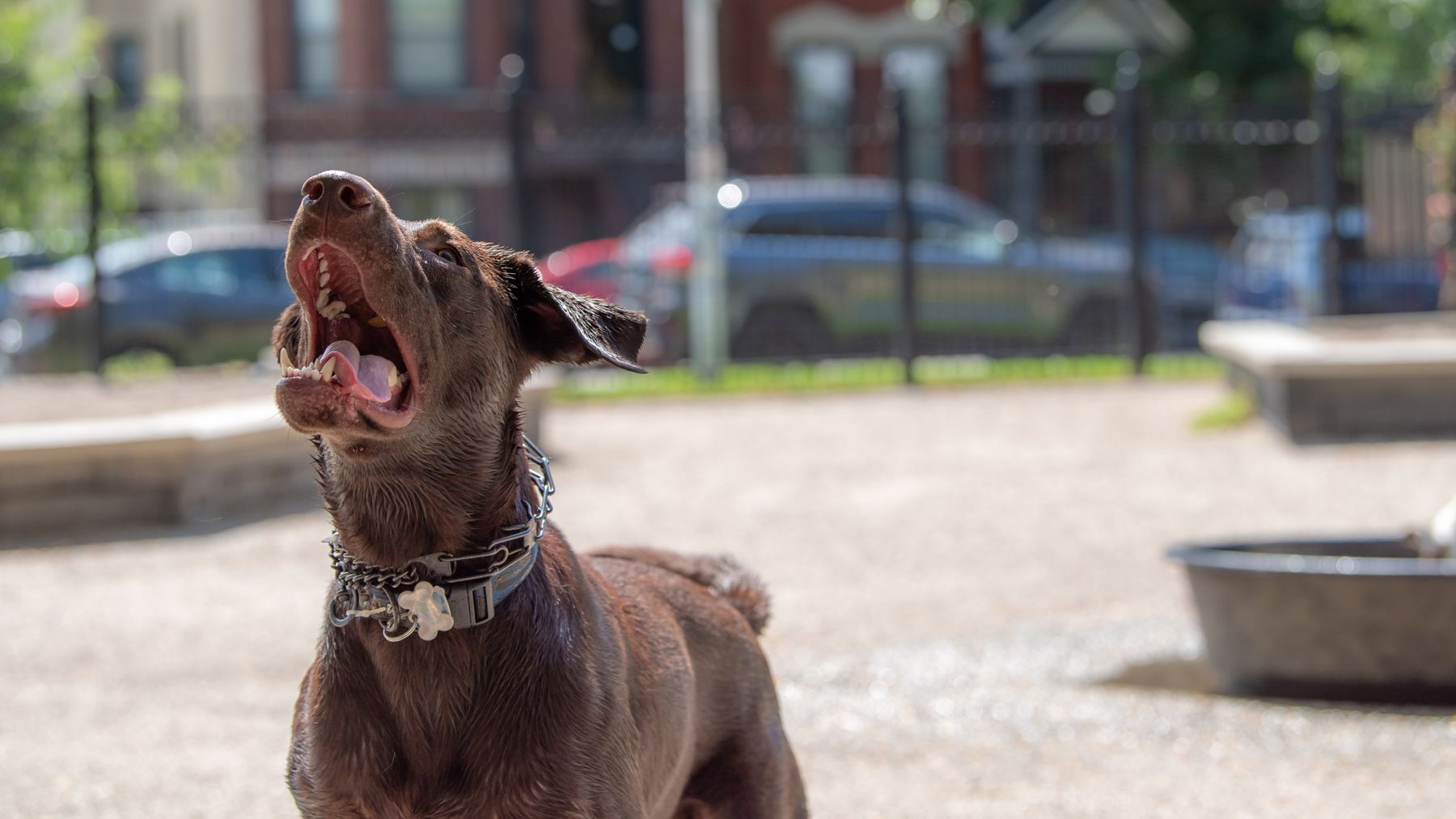 Canine trainer reveals a simple solution to stop repetitive barking ...