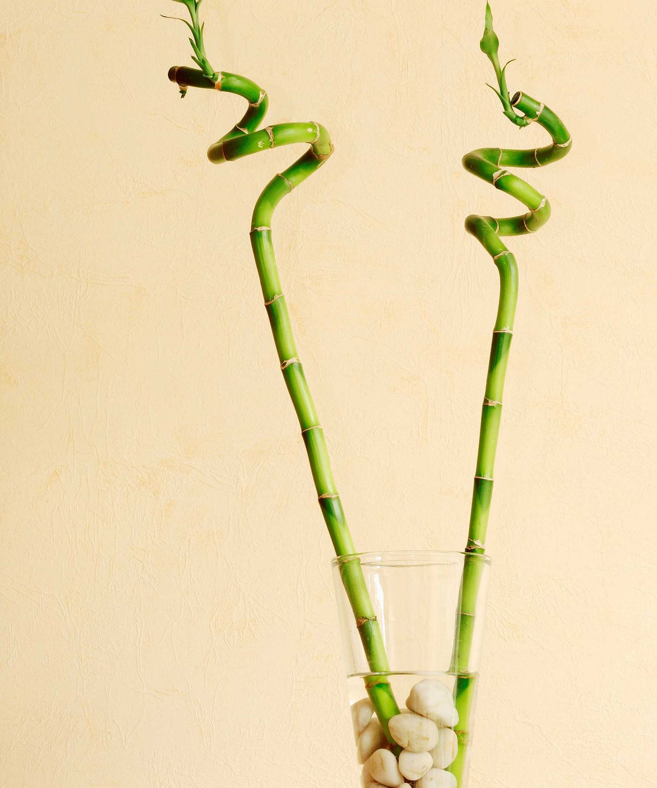 How to repot an indoor bamboo: tips for lucky bamboo | Homes and Gardens