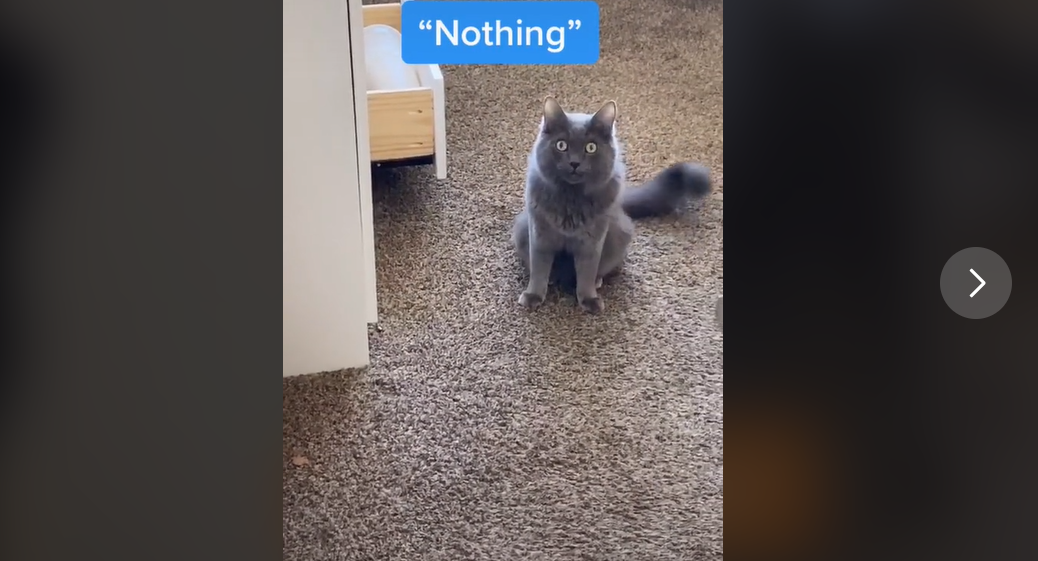 Mikey the talking cat sends social media into meltdown | PetsRadar