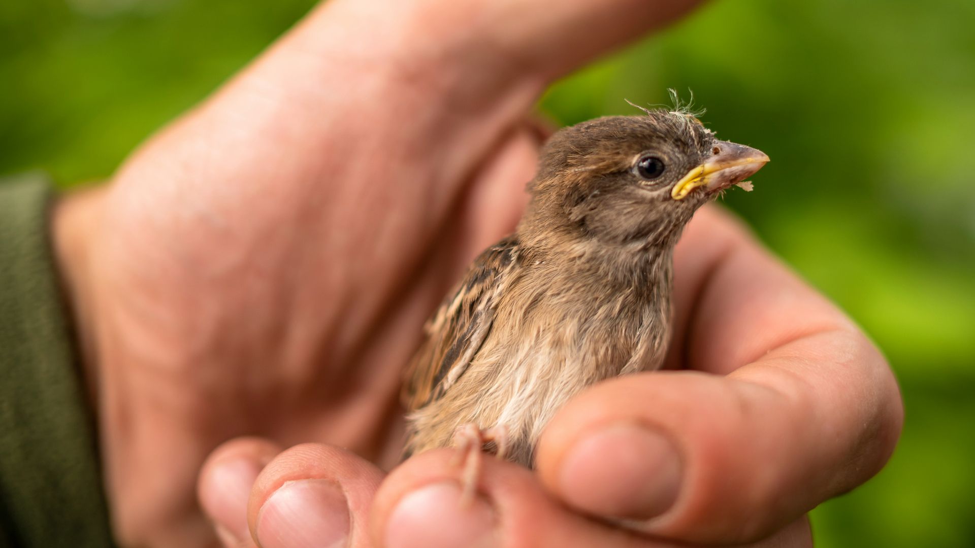 What to do if you find a baby bird: A vet’s guide | PetsRadar