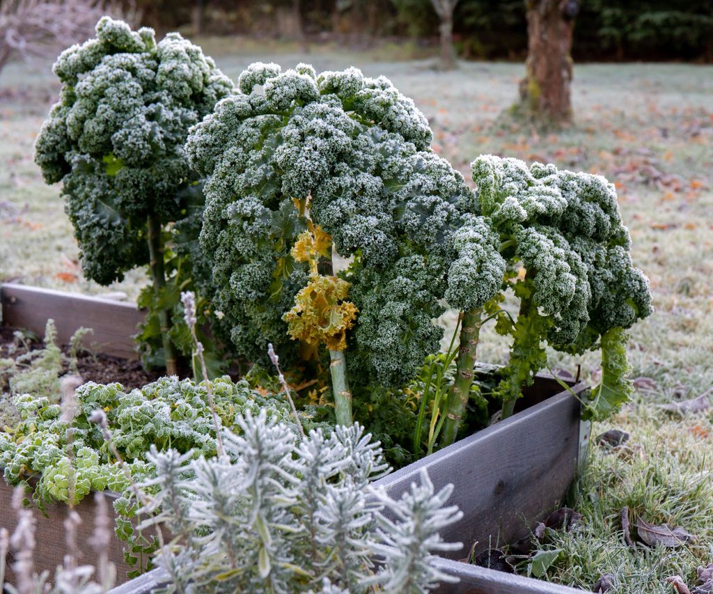The best vegetables to overwinter - 10 great crops to grow | Homes and ...