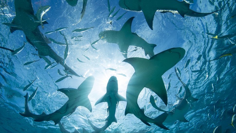 Sharks: News, features and articles | Live Science
