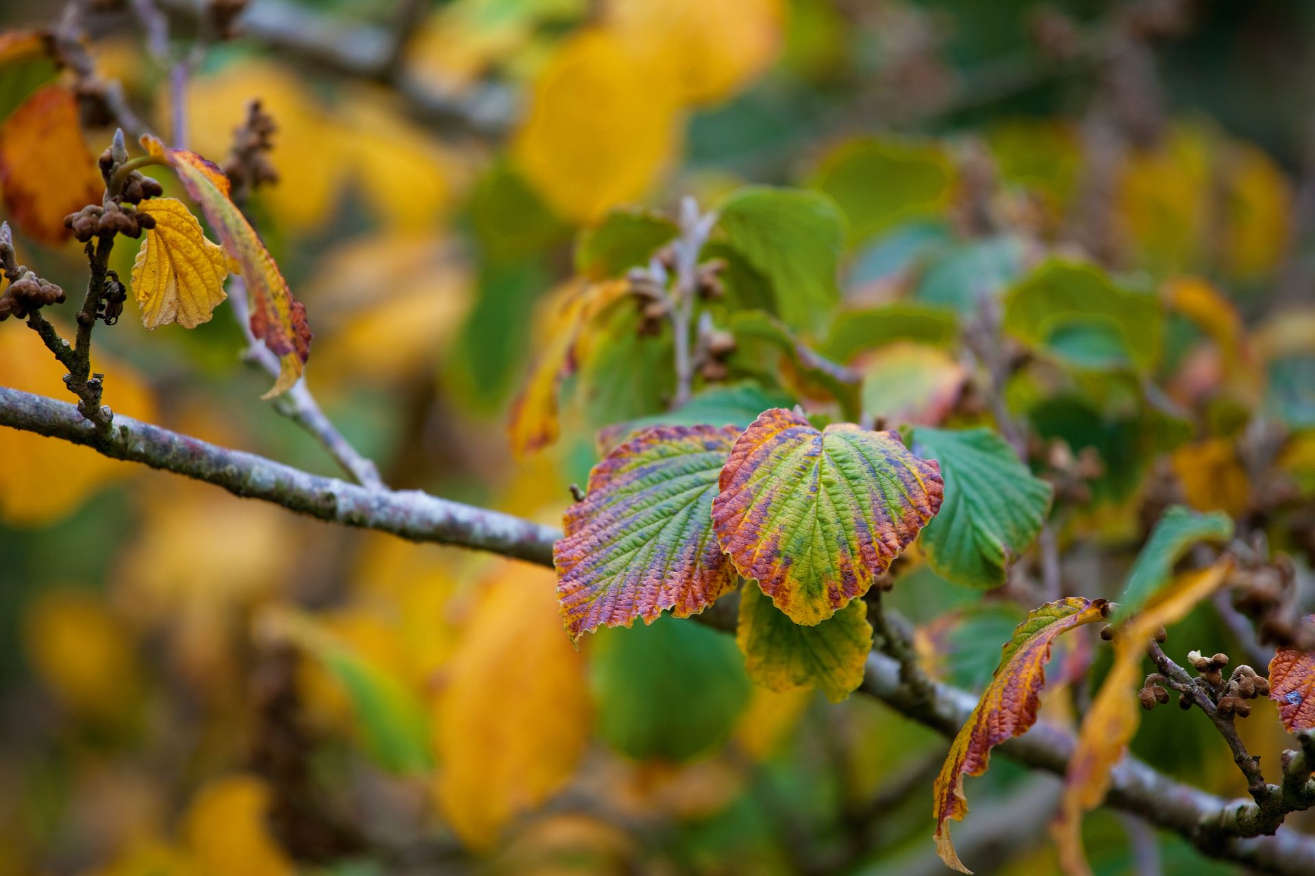 Autumn plants: the best plants to add seasonal colour | Real Homes