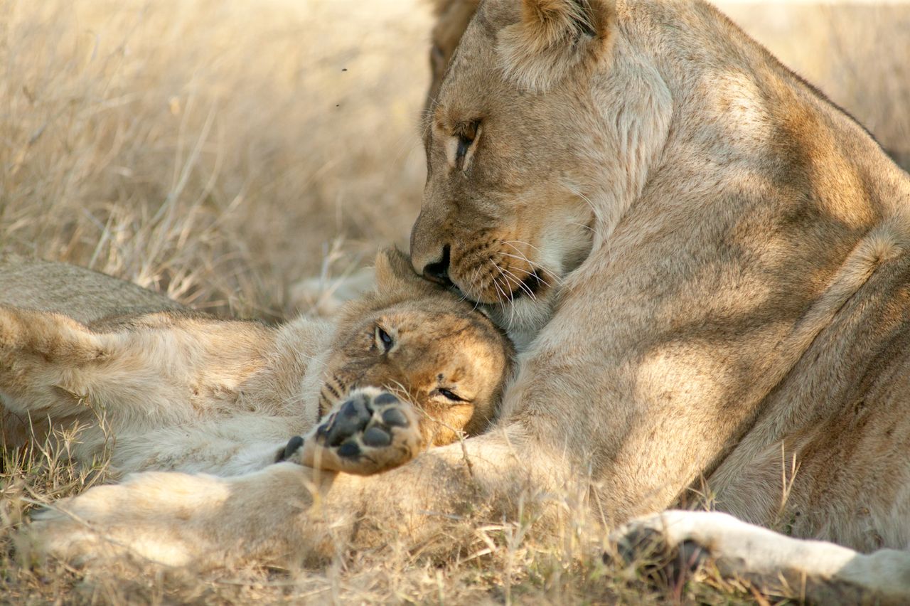 Cecil the lion, remembered by the human who knew him best | The Week