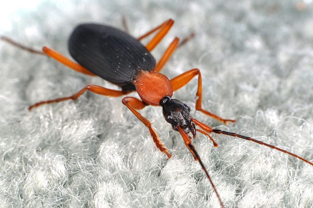 Photos: 15 Insects and Spiders That May Share Your Home | Live Science