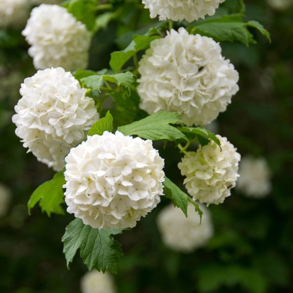 History Of Hydrangeas: Learn About Heirloom Hydrangea Plants ...